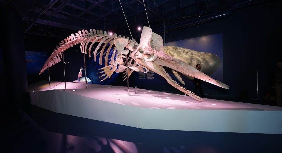 Dev Balina İskeletleri İstanbul Akvaryum’da Ziyaretçilerle Buluştu ...